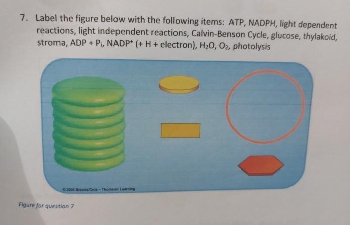 Solved Label the figure below with the following items: ATP, | Chegg.com