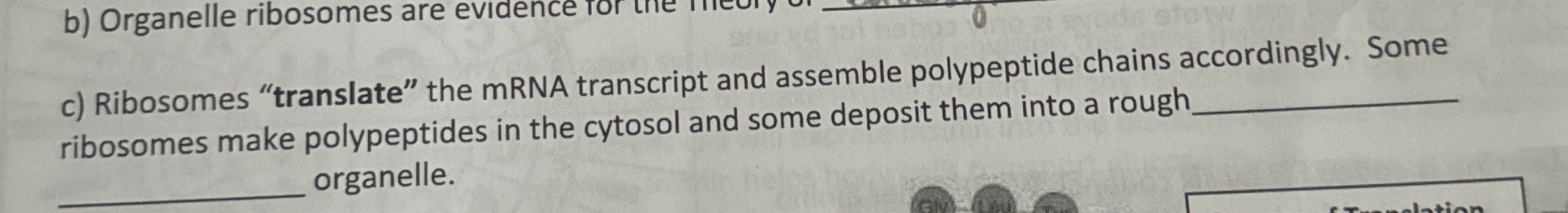 Solved c) ﻿Ribosomes "translate" the mRNA transcript and | Chegg.com