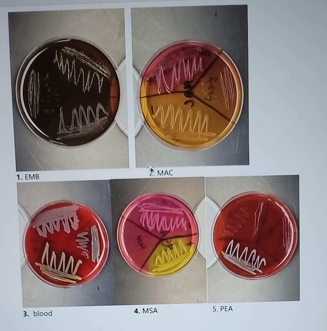 Solved can answer this question. Results of selective and | Chegg.com