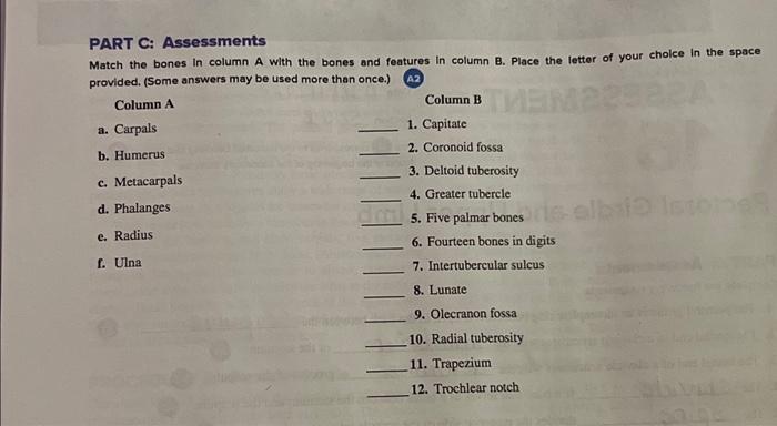 Solved PART C: Assessments Match the bones in column A with | Chegg.com Solved PART C: Assessments Match the bones in column A with | Chegg.com