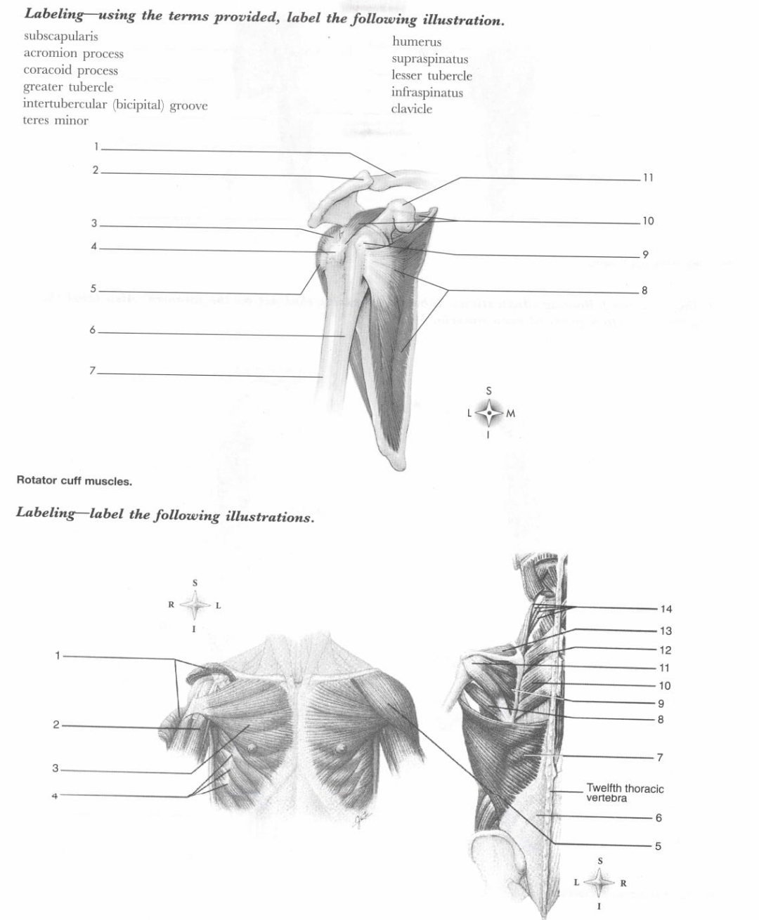 Solved Labeling using the terms provided, label the | Chegg.com