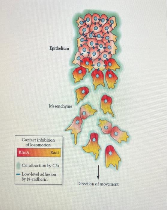 Solved Figure 2: Model of collective migration of neural | Chegg.com