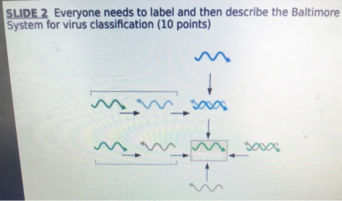 Solved SLIDE 2 Everyone needs to label and then describe the | Chegg.com