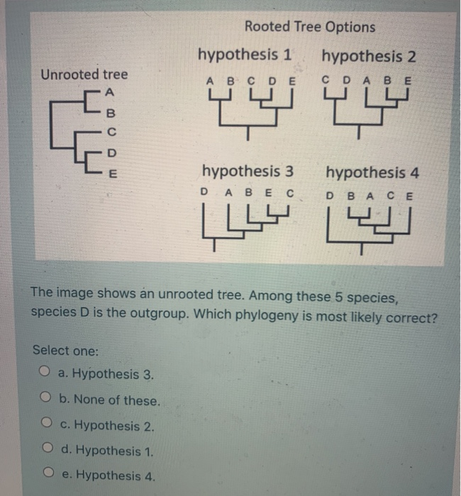 Solved Rooted Tree Options hypothesis 1 Unrooted tree A | Chegg.com