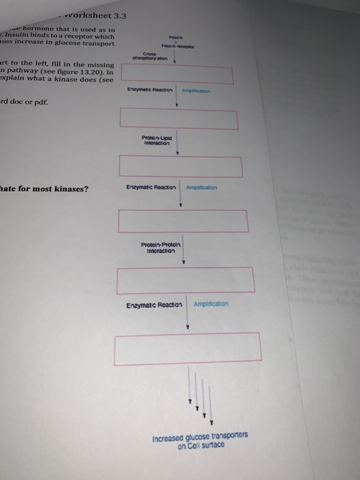 Solved Basic Concepts Worksheet 3.3 Description: Insulin is | Chegg.com