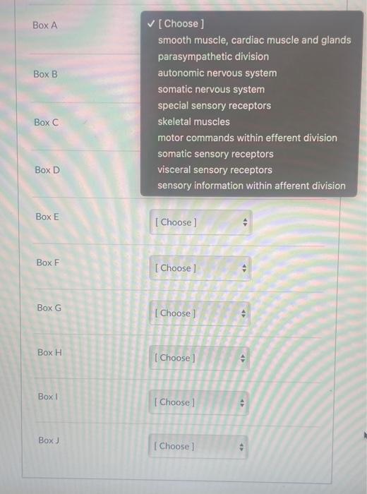 Solved Fill out the nervous system subdivisions by matching | Chegg.com