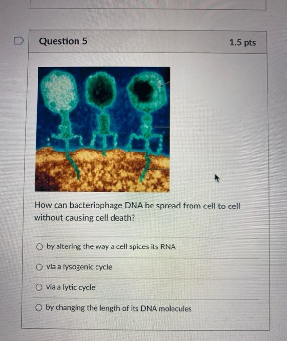 Solved Question 5 1.5 pts How can bacteriophage DNA be | Chegg.com