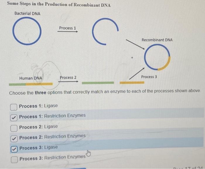 Solved Some Steps in the Production of Recombinant DNA | Chegg.com