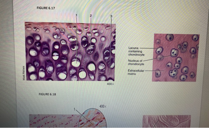 Solved lipid storage area nucleus of adipocyte 2 FIGURE 6.12 | Chegg.com