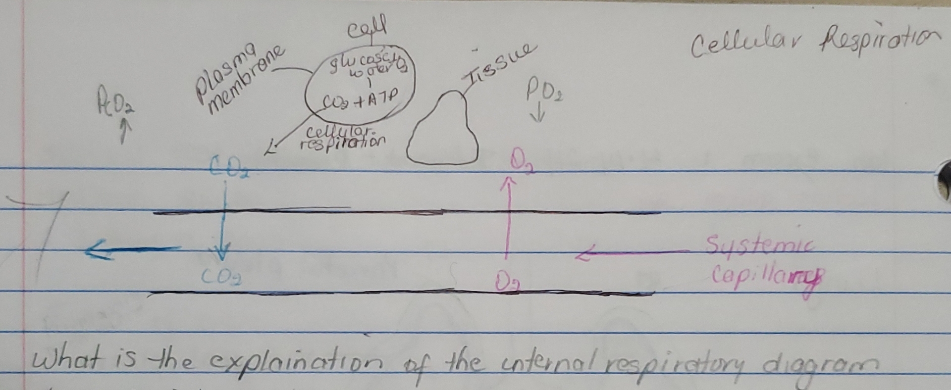 Solved What is the explaination of the internal respiratory | Chegg.com