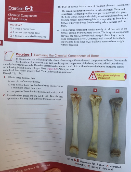 Solved Exercise 6-2 Chemical Components of Bone Tissue | Chegg.com