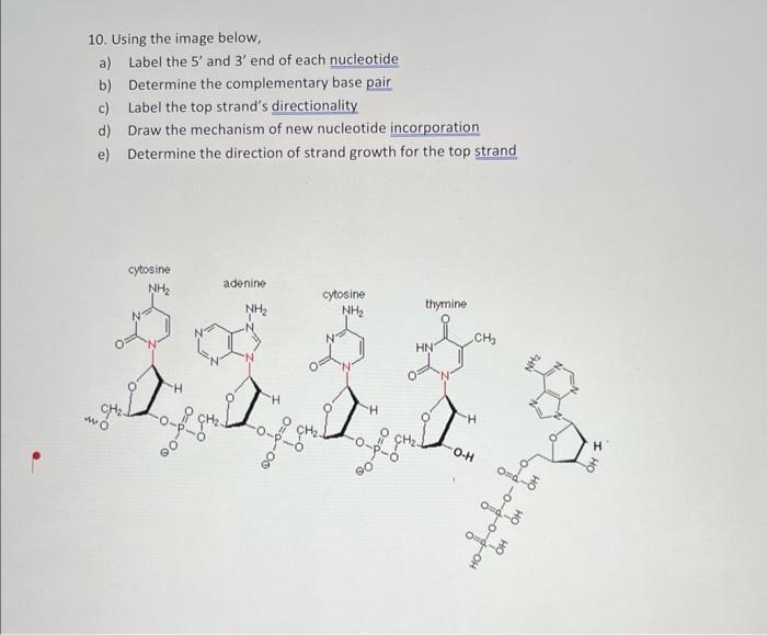 Solved 10. Using the image below, a) Label the 5' and 3′ end | Chegg.com