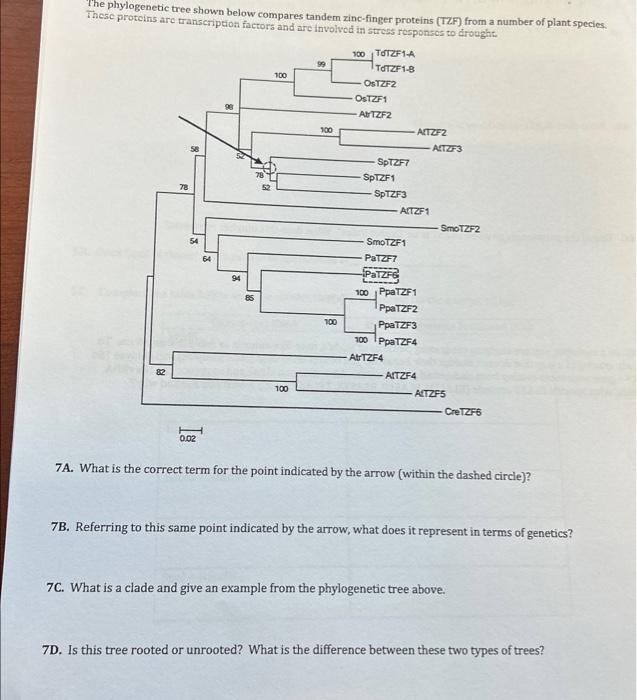 Solved The phylogenetic tree shown below compares tandem | Chegg.com