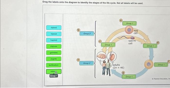 Solved Drag the labels onto the diagram to identify the | Chegg.com