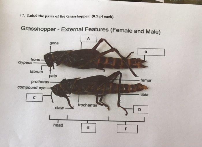 Solved 17. Label the parts of the Grasshopper: (0.5 pt each) | Chegg.com