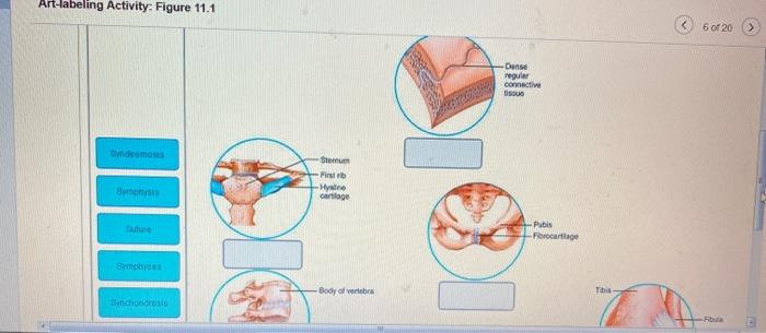 Art-labeling Activity: Figure 11.1 6 of 20 Dans | Chegg.com