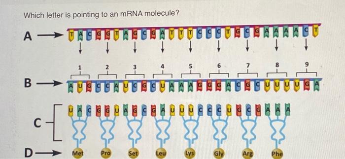 Solved Which letter is pointing to an mRNA molecule? A → | Chegg.com