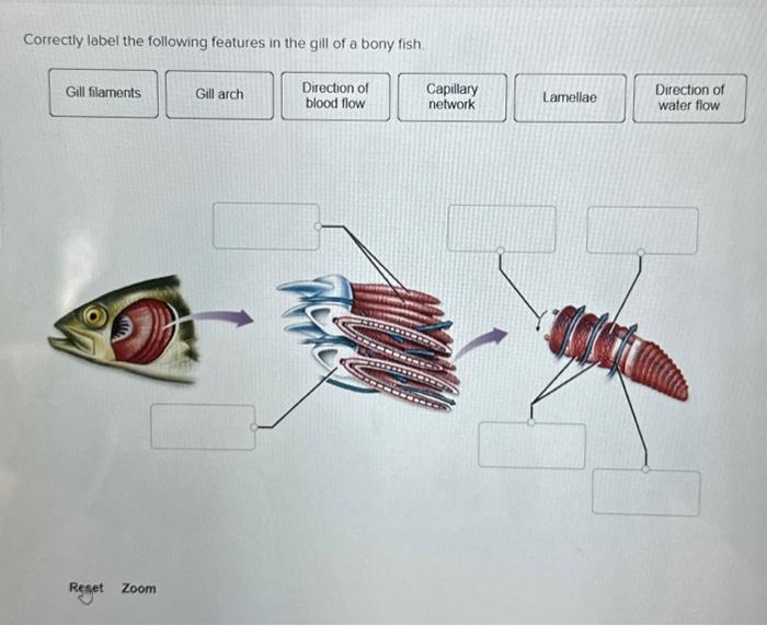 Solved Correctly label the following features in the gill of | Chegg.com