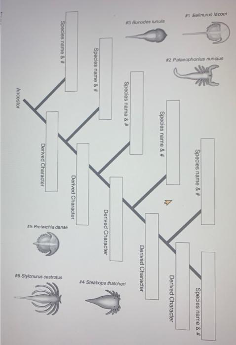 Solved construct a cladogram and a table that showes the | Chegg.com