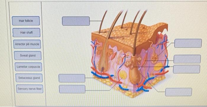 Solved IN II Hair follicle Hair shaft Arrector pill muscle | Chegg.com