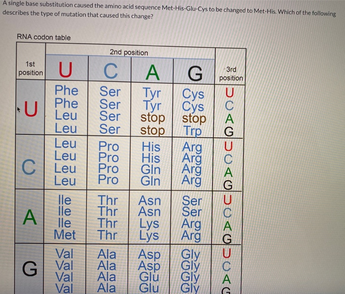 Solved A single base substitution caused the amino acid | Chegg.com