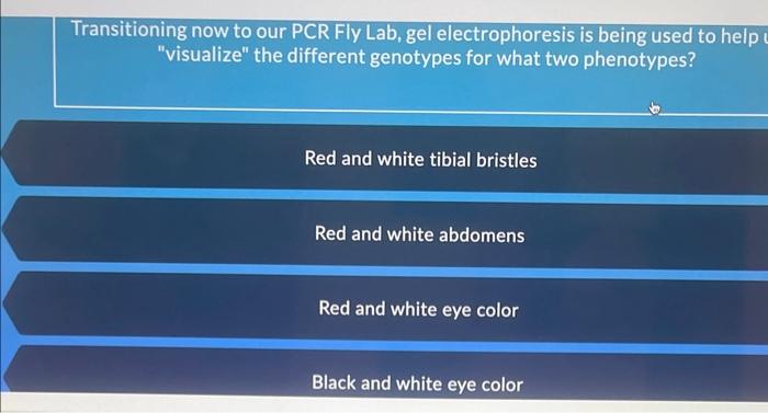 Solved Transitioning now to our PCR Fly Lab, gel | Chegg.com