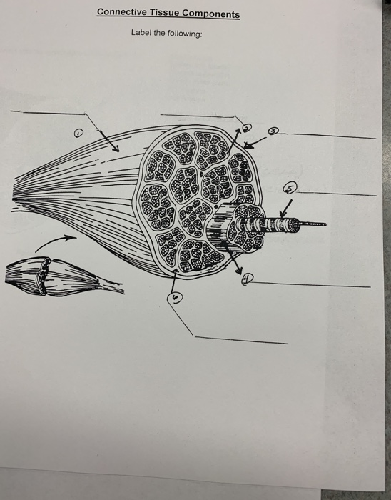Solved Connective Tissue Components Label the following: BU | Chegg.com