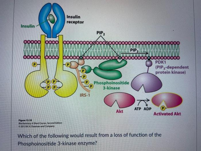 Solved Insulin receptor Insulin PIP2 PIP PDK1 | Chegg.com