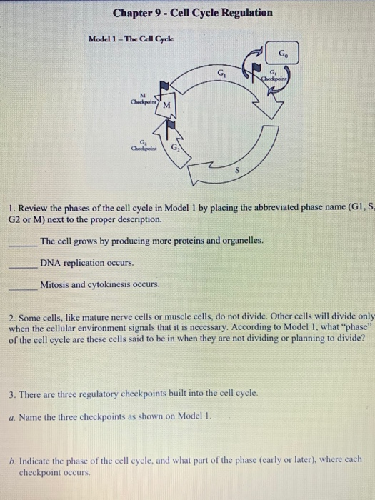 Solved Chapter 9 - Cell Cycle Regulation Model 1 - The Cell | Chegg.com