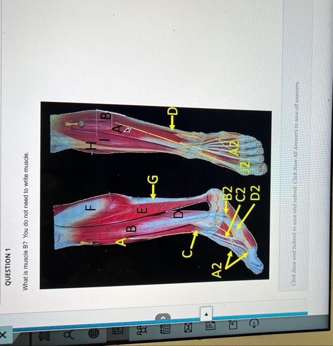 Solved QUESTION 1 What is muscle B? You do not need to write | Chegg.com