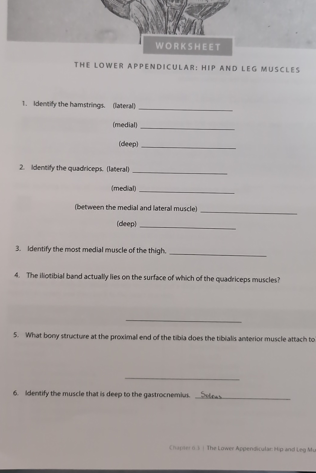 Solved THE LOWER APPENDICULAR: HIP AND LEG MUSCLESIdentify | Chegg.com