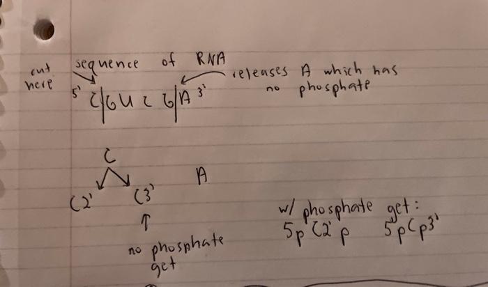 Given this sequence of RNA predict the products when | Chegg.com