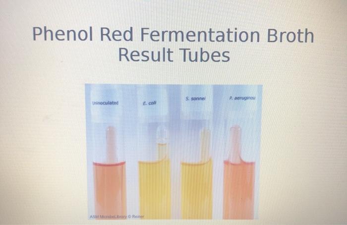 Solved Biochemical Testing Results and Interpretation: | Chegg.com