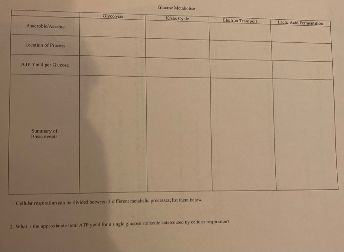 Solved Glucose Metabolism Glycolysis Krebs Cycle Electron | Chegg.com