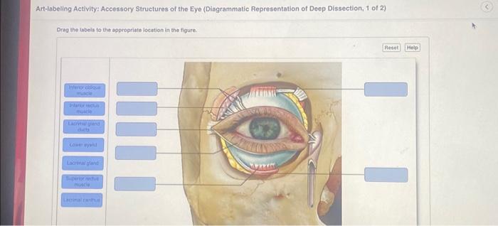 Solved Art-labeling Activity: Accessory Structures of the | Chegg.com