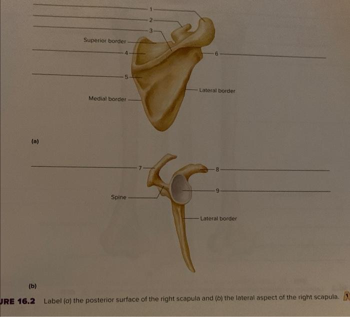 Solved Superior border 4 5 Lateral border Medial border (a) | Chegg.com