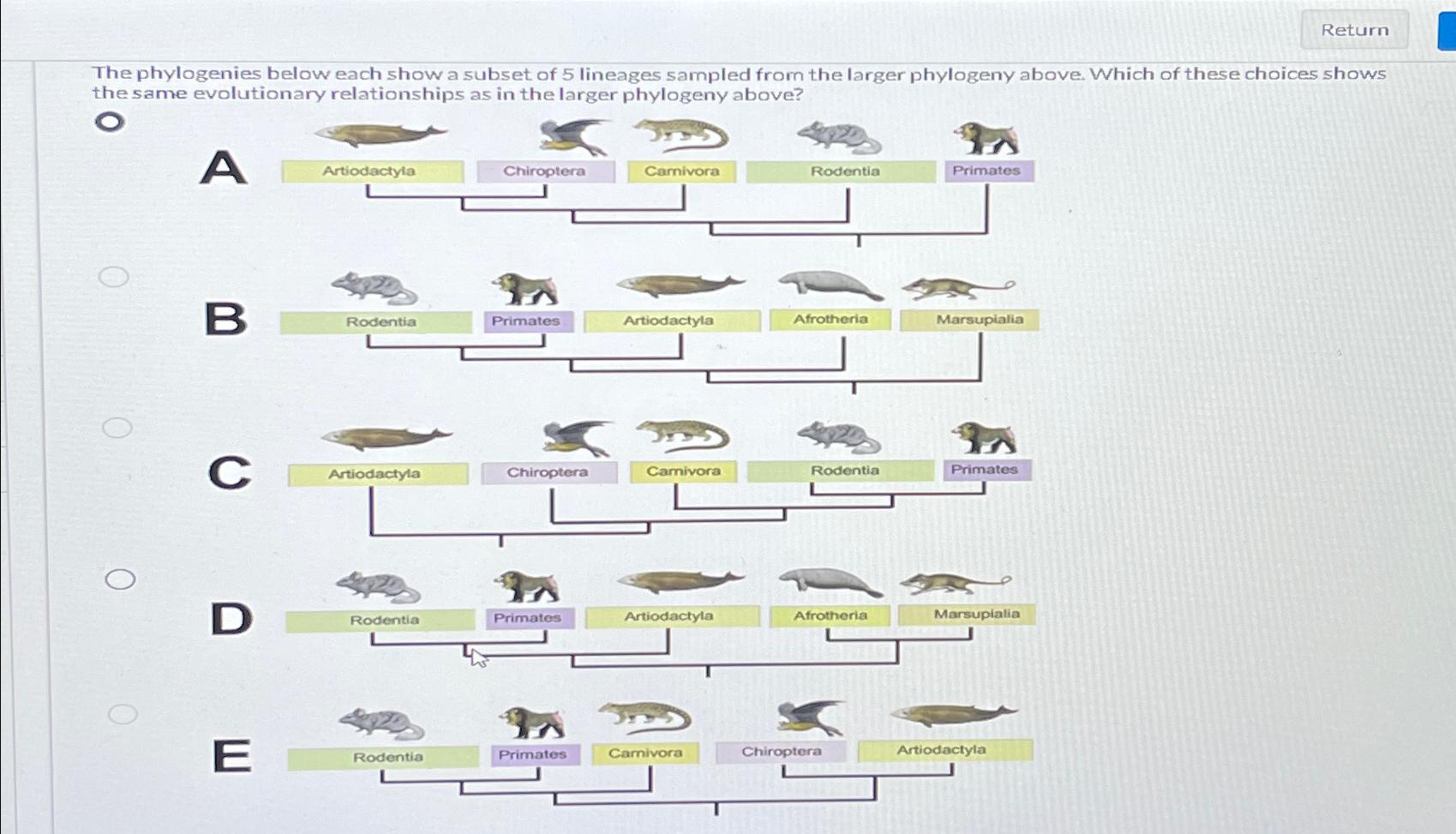 Solved ReturnThe phylogenies below each show a subset of 5 | Chegg.com