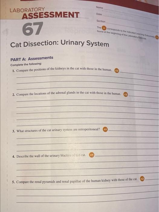 Solved found at the beginning of the Laboratory t. Cat | Chegg.com