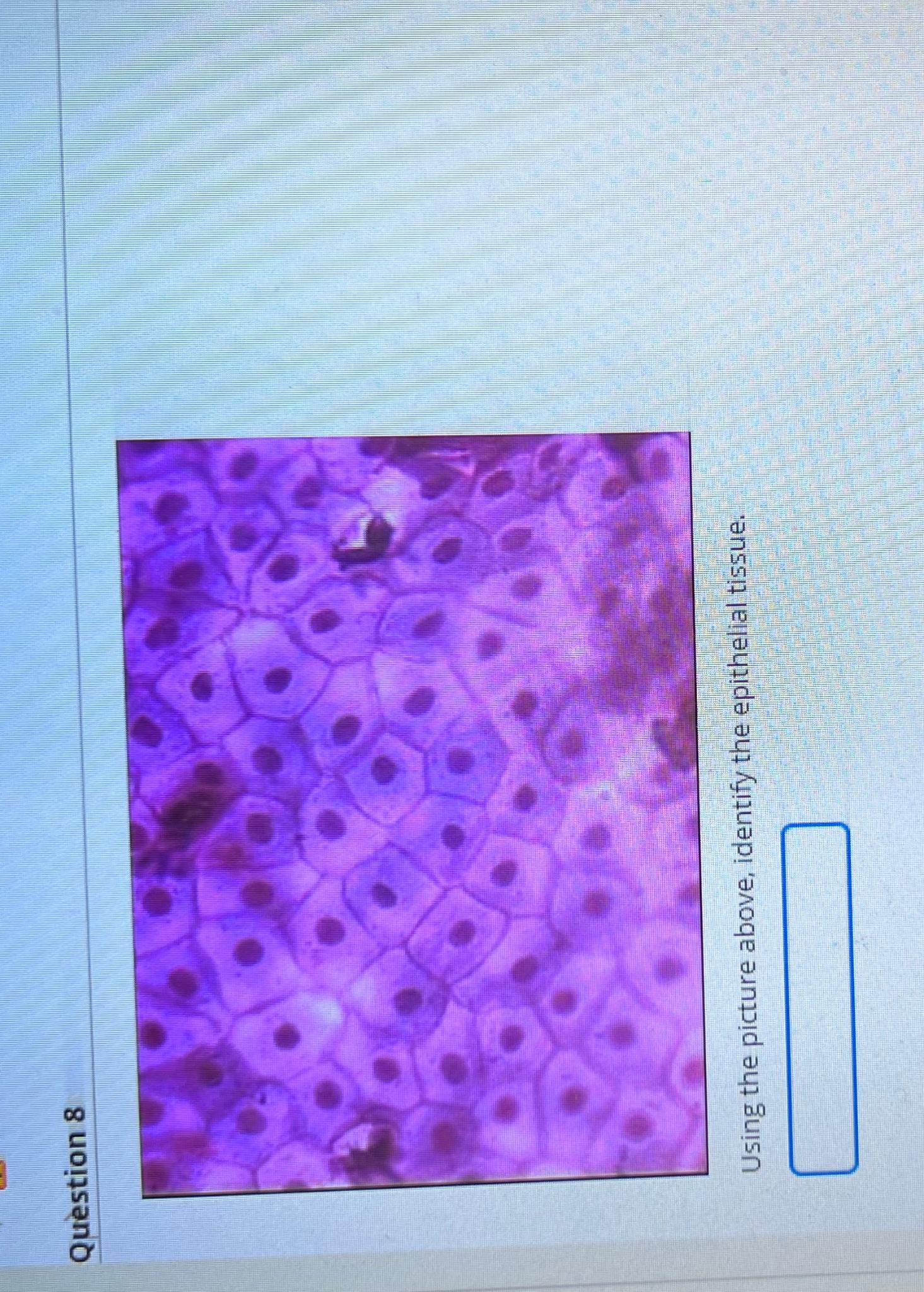 Quèstion 8Using the picture above, identify the | Chegg.com