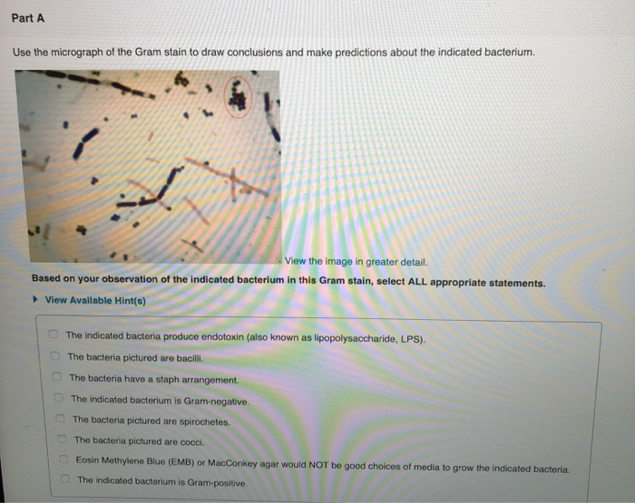 Solved Part A Use the micrograph of the Gram stain to draw | Chegg.com