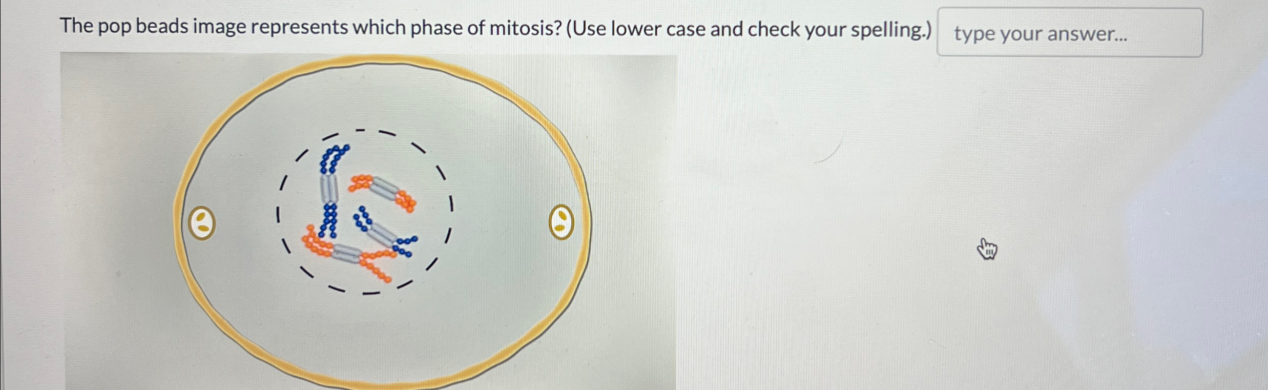Solved The pop beads image represents which phase of | Chegg.com