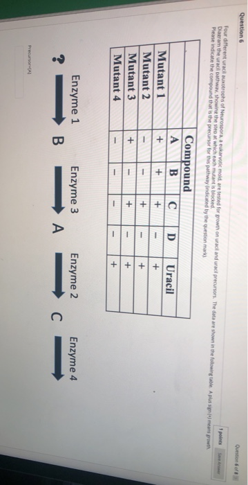 Solved Question 2 Four different uracil autotrophs of | Chegg.com