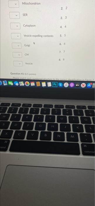 Solved Please match each numbered structure to the correct | Chegg.com