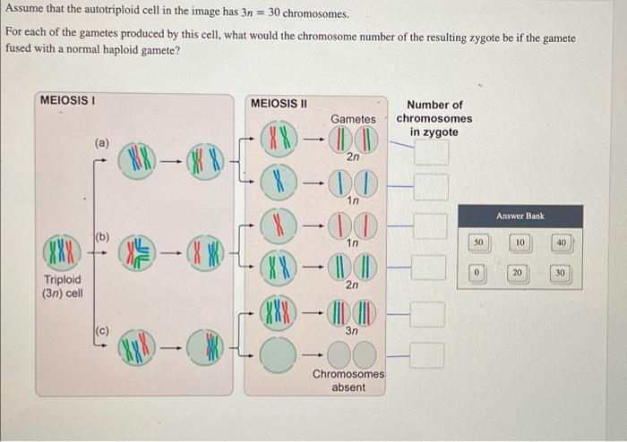Solved Species I has 2n = 16 chromosomes. How many | Chegg.com