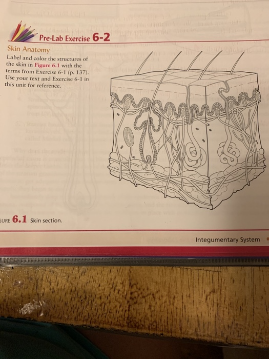 Solved Pre-Lab Exercise 6-2 Skin Anatomy Label and color the | Chegg.com