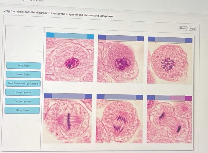 Solved Part A Drag the appropriate labels to their | Chegg.com