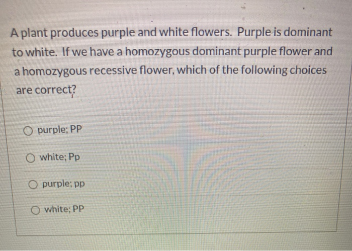 Solved A Plant Produces Purple And White Flowers Purple Is Chegg