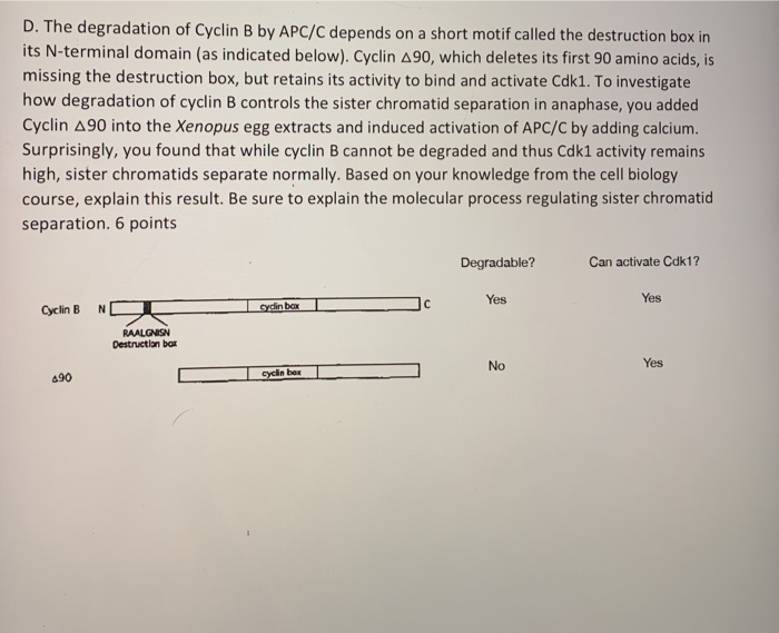 Solved D. The degradation of Cyclin B by APC/C depends on a | Chegg.com