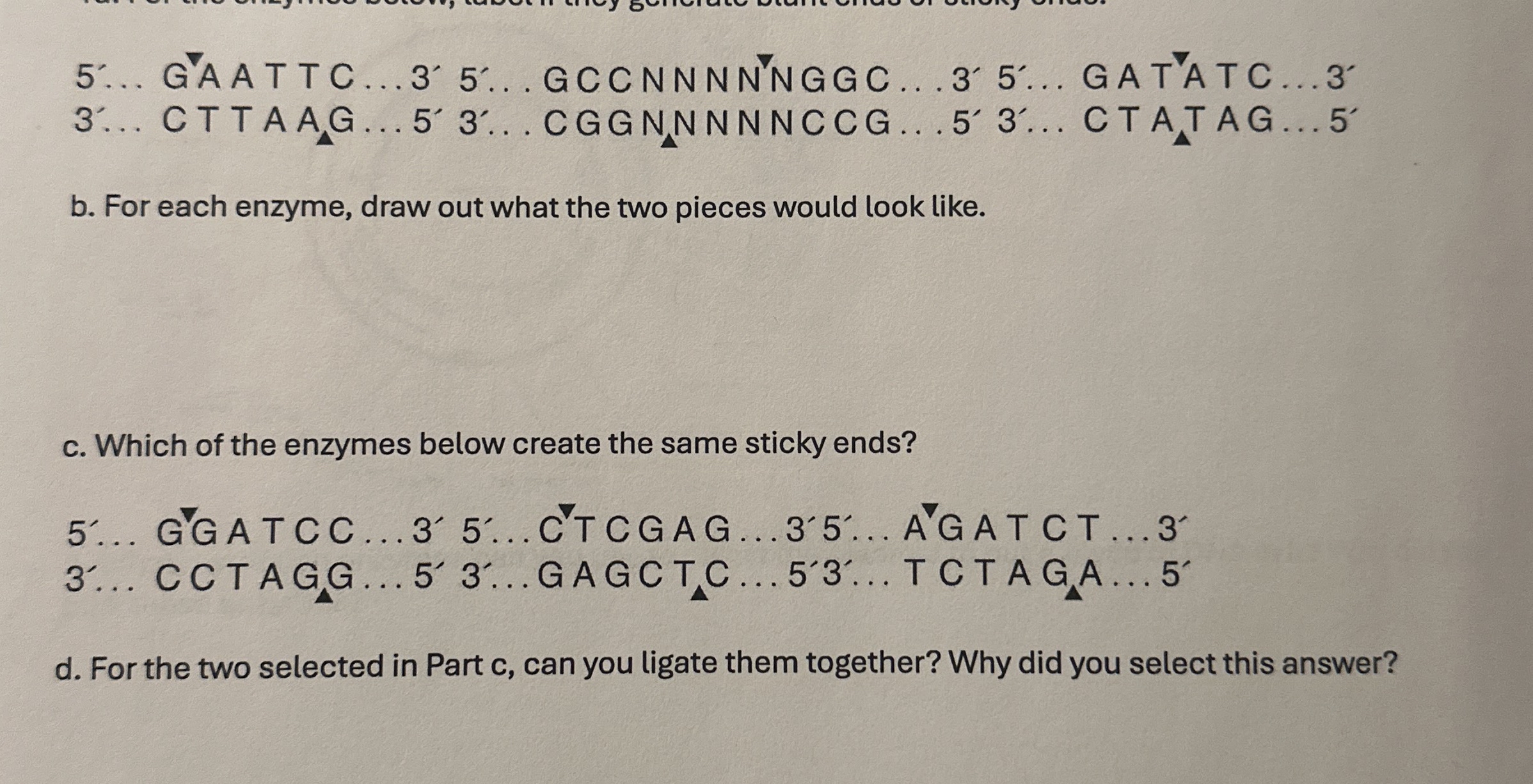 Solved 5'dotsGgrad ﻿AATTC ... 3'5'dots GCCNNNNNGGC | Chegg.com