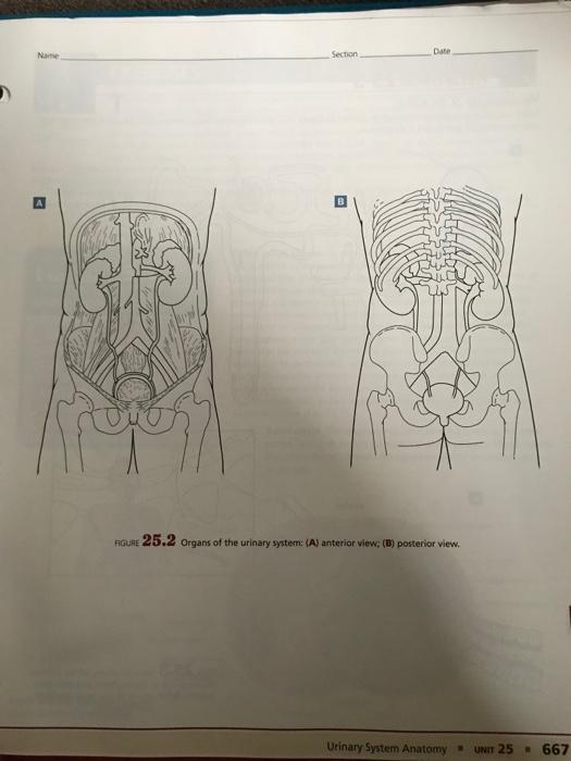 Solved Pre-Lab Exercise 25-2 Structures of the Urinary | Chegg.com